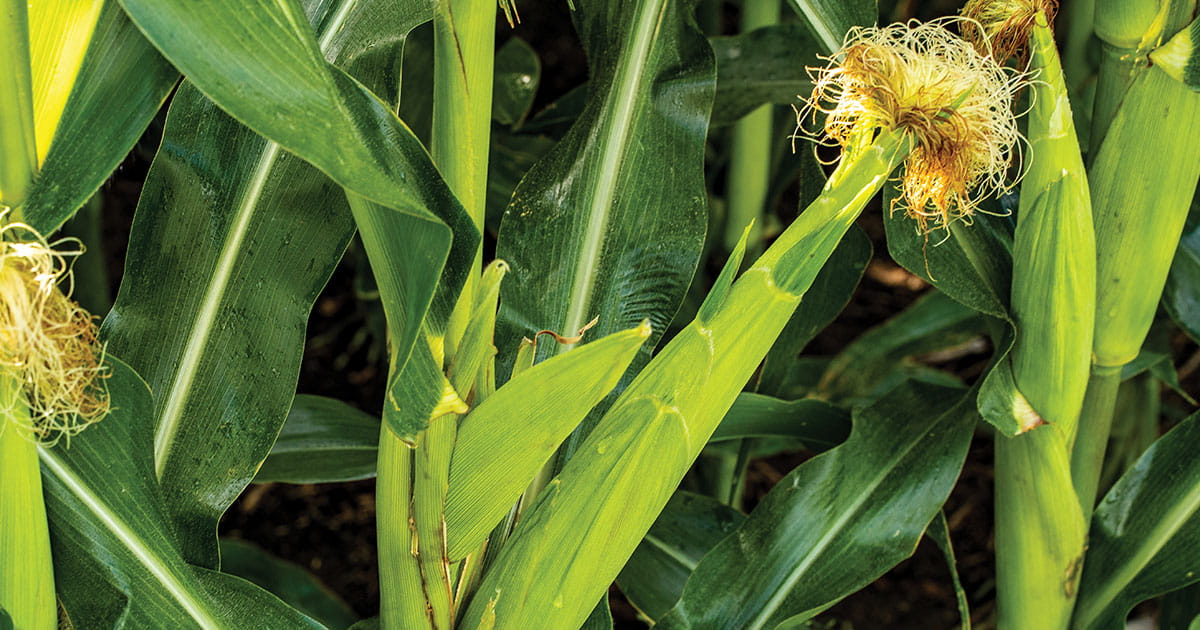 High-performance corn hybrids | Allegiant Seed