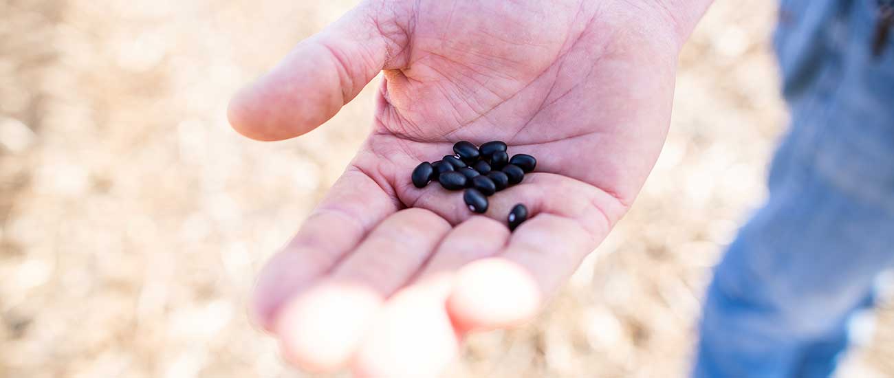 Dry edible beans connect growers to global markets | CHS Inc.