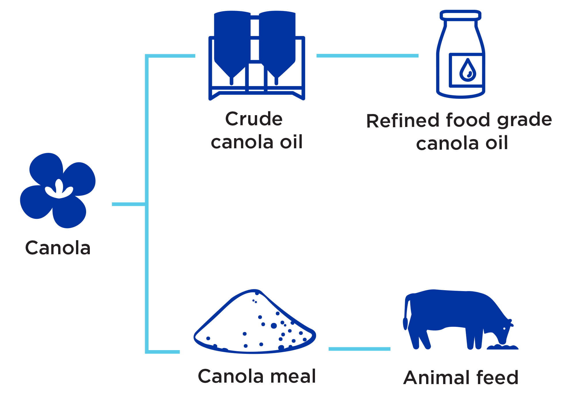 Efficient canola processing services | CHS Inc.