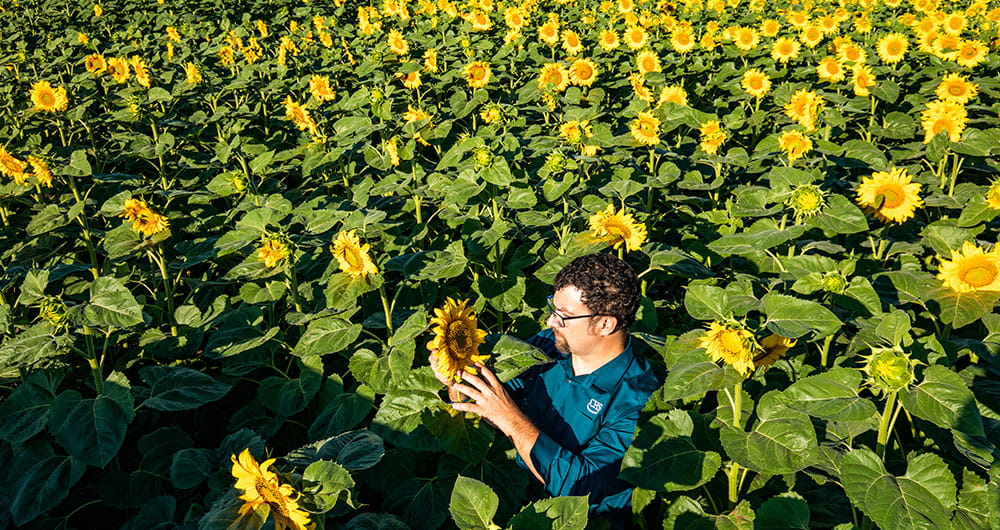 Guidance on sunflower cultivation practices | CHS Inc.