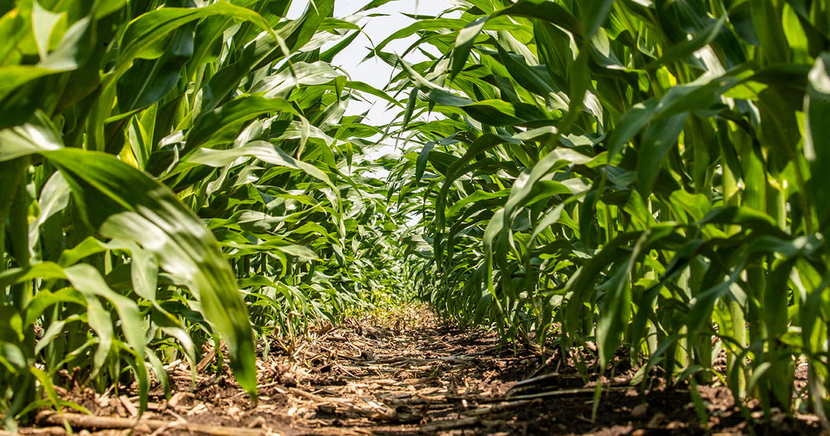 Enhanced efficiency | Agronomy