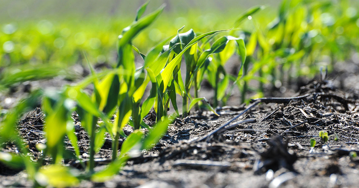 Starter fertilizers to boost early plant development | Agronomy