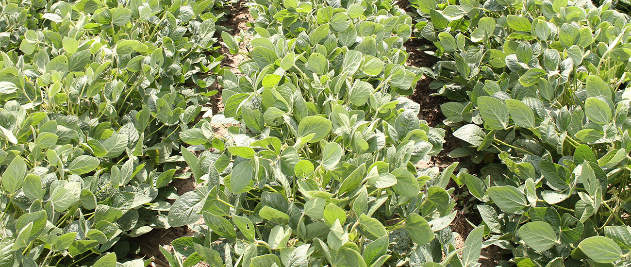 Retail agronomy downloads | Agronomy