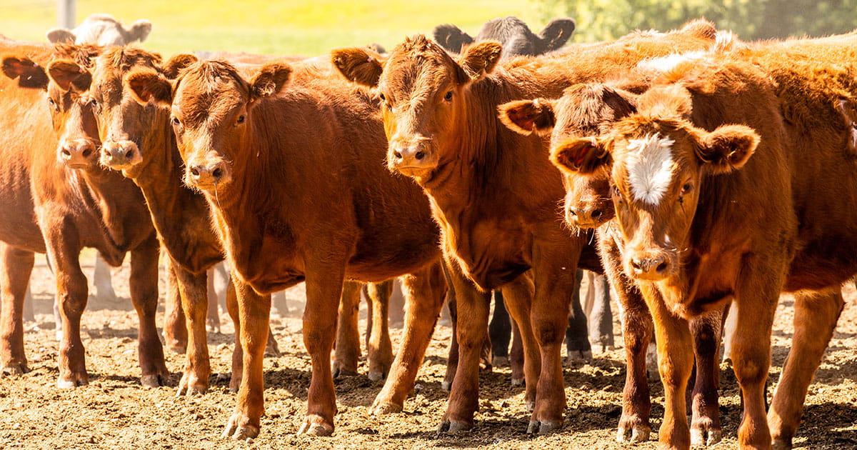 Beef Elite Calf Starter for weaned calves | Payback Nutrition