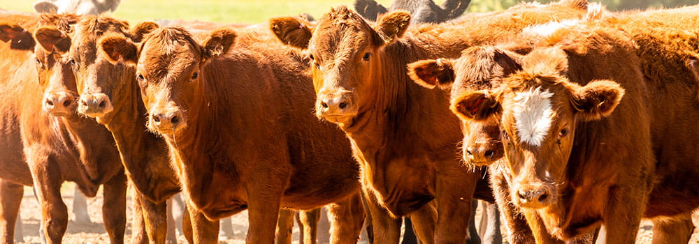 Beef Elite Calf Starter for weaned calves | Payback Nutrition