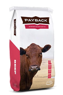 Range Feed for cattle on pasture diets | Payback Nutrition