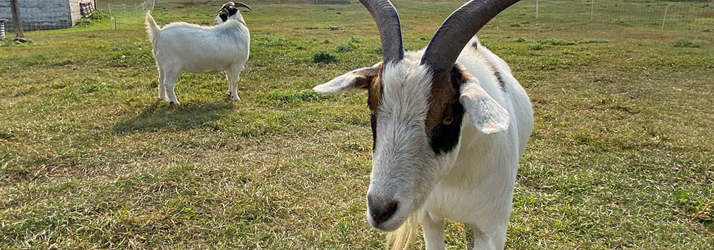 Goat Tender feed for finishing meat goats | Payback Nutrition