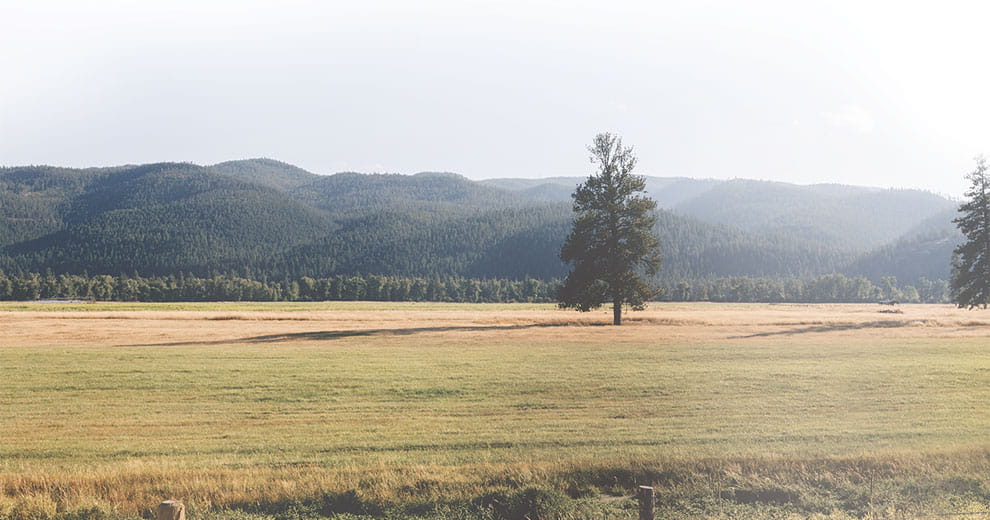 Explore livestock and poultry feed products | Payback Nutrition