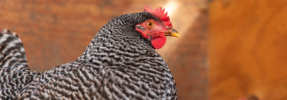 Egg Layer Concentrate for custom feed mixes | Payback Nutrition