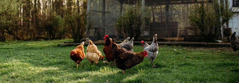 Fryer Ration feed for broiler chickens | Payback Nutrition