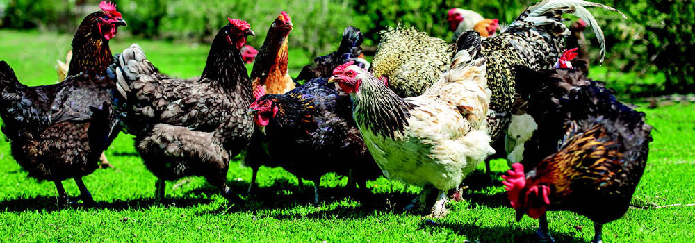 Larvae Lunch treat for backyard poultry | Payback Nutrition