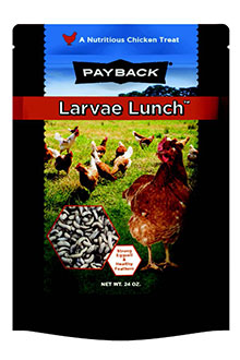 Larvae Lunch treat for backyard poultry | Payback Nutrition