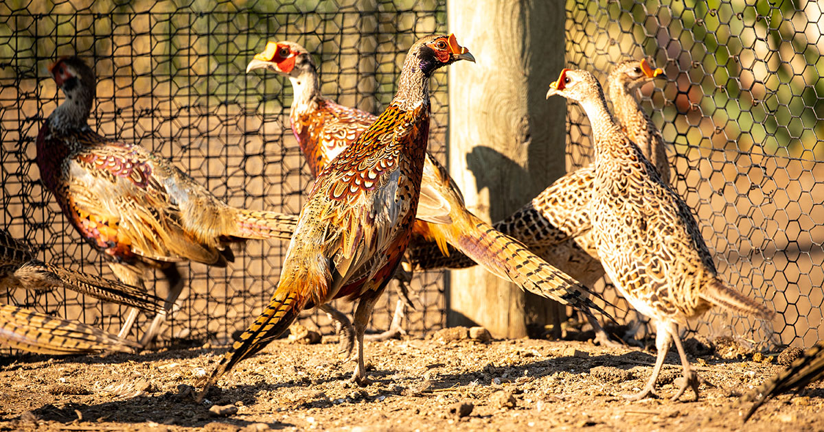 Pheasant Grower A Medicated for healthy development | Payback Nutrition