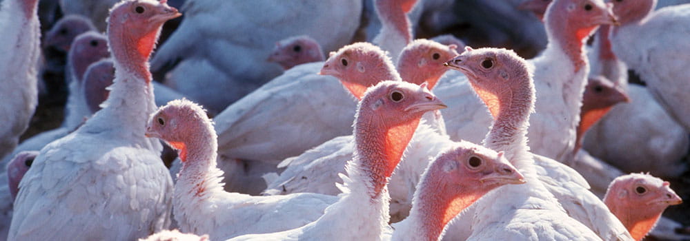 22% Turkey Grower feed for developing turkeys | Payback Nutrition