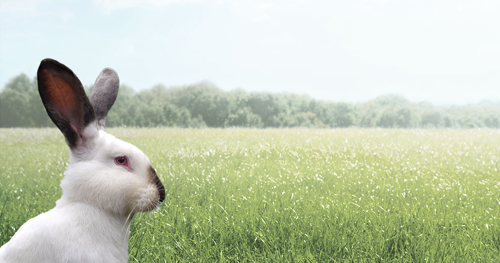 Explore livestock and poultry feed products | Payback Nutrition