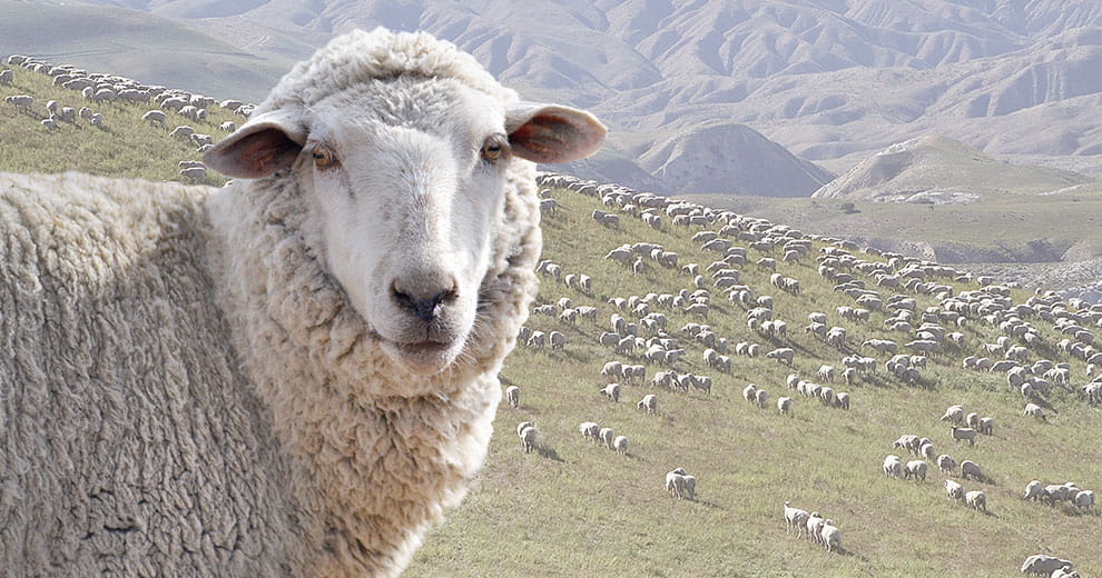 Explore livestock and poultry feed products | Payback Nutrition