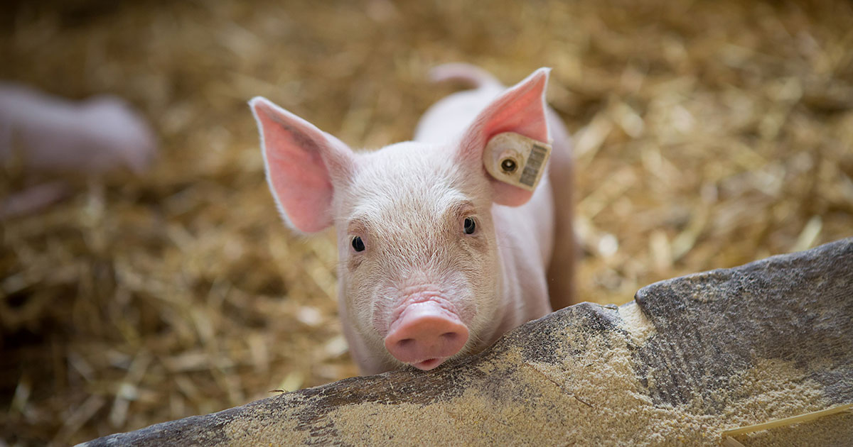 Start Right feed for early pig growth | Payback Nutrition