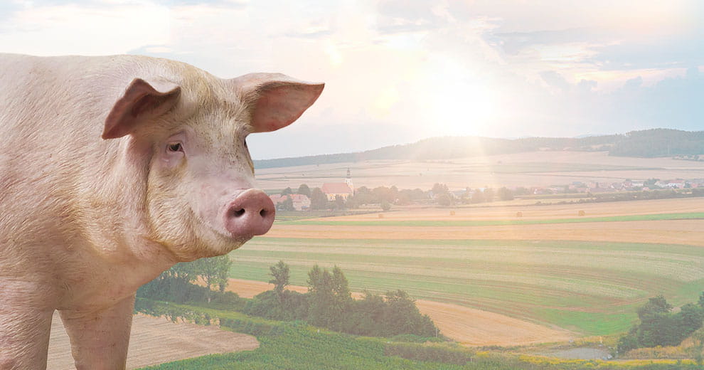 Explore livestock and poultry feed products | Payback Nutrition