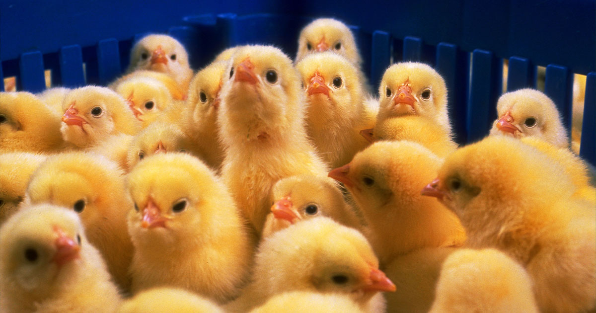 Tips for raising healthy chicks from day one | Payback Nutrition