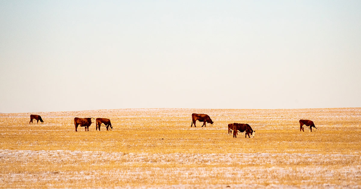 Find Payback feed at a dealer near you | Payback Nutrition